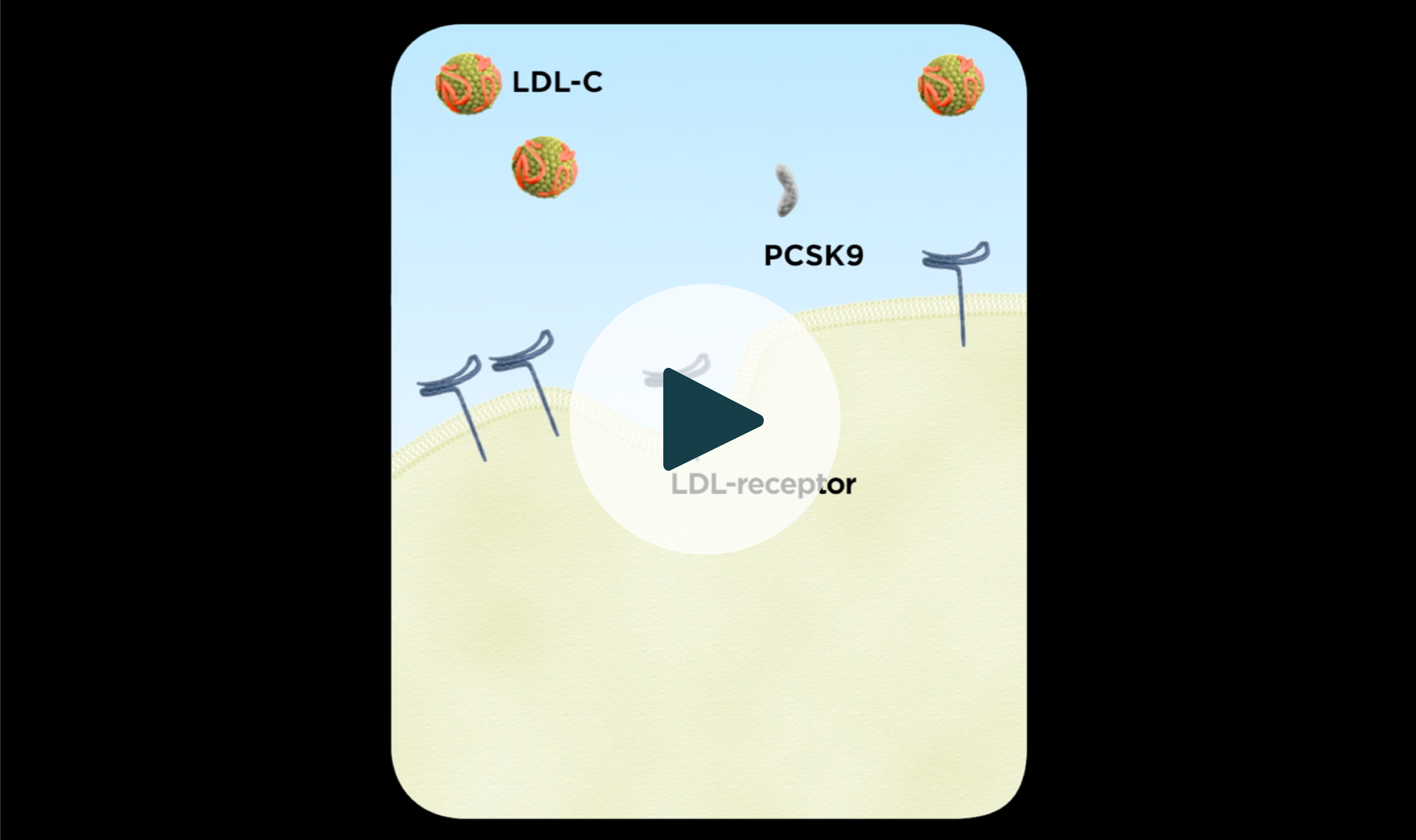 Medication to Reduce Cardiovascular Risk | PRALUENT® (alirocumab) Injection